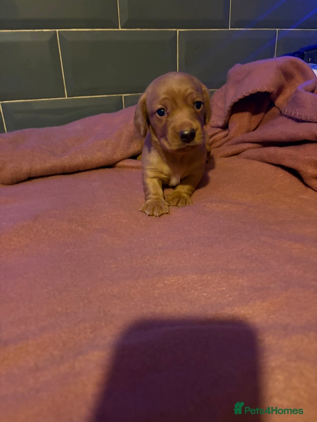 Beautiful miniature dachshunds for sale in South Shields | Pets4Homes