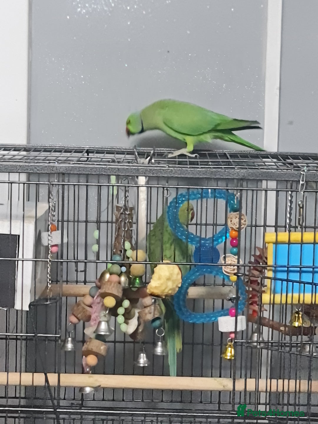 Indian Ringnecks birds for sale | Pets4Homes