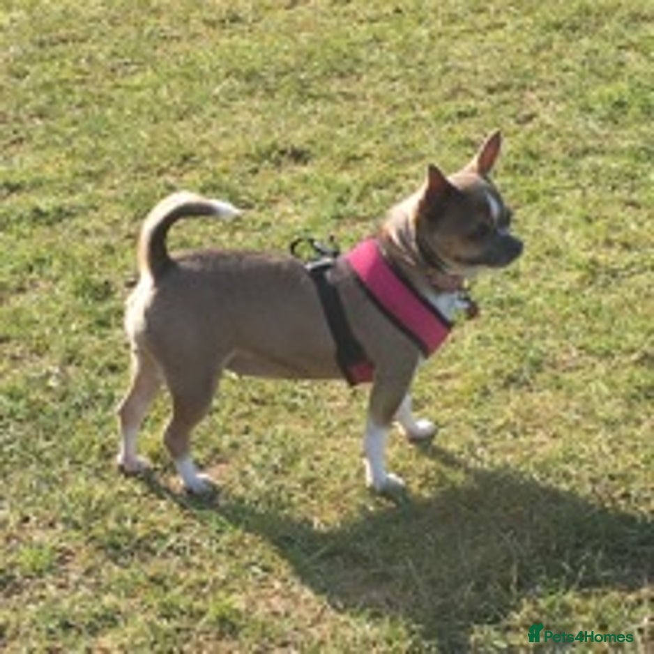 Fully trained Puppies for sale | Pets4Homes