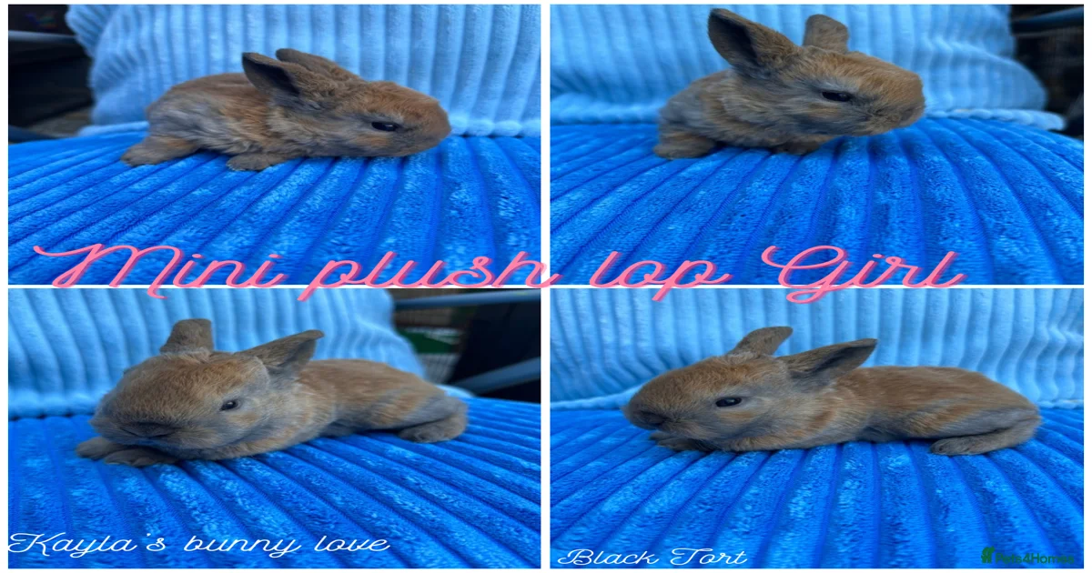 Rabbits for sale | Pets4Homes