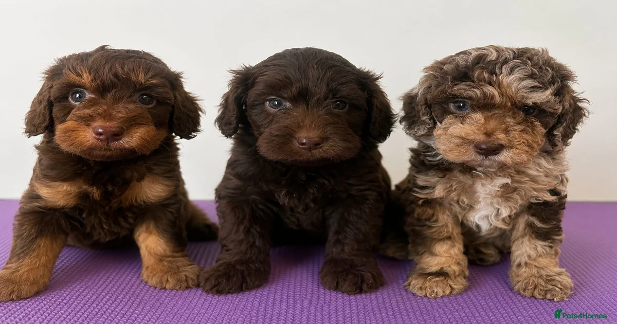 Cockapoo Puppies for sale | Pets4Homes