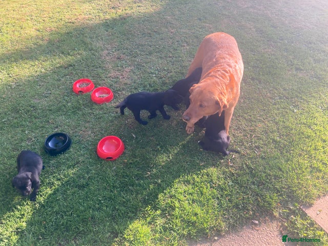 Springadore puppies for sale in Northampton | Pets4Homes