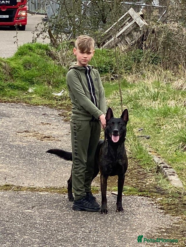 Full tested family protection dog for sale in Peterborough | Pets4Homes