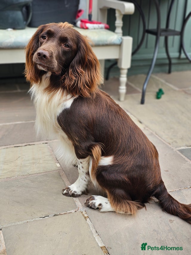 English Springer Spaniel Stud for stud in Derby | Pets4Homes