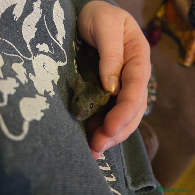 Young mice (M/F) for sale for sale in Glasgow | Pets4Homes