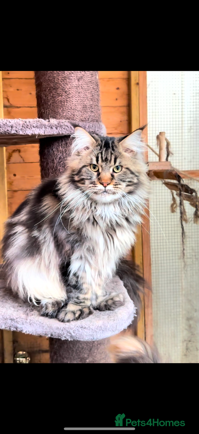 XL maine coon kittens Russia bloodlines for sale in Spalding | Pets4Homes