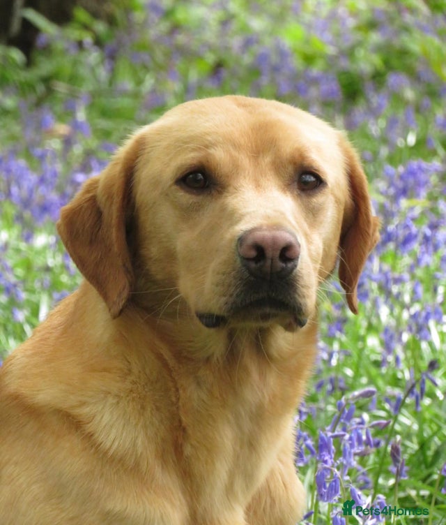 Henry for stud in Ashford | Pets4Homes
