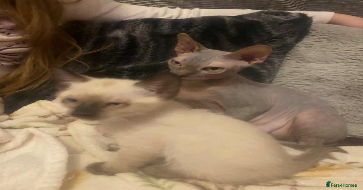 1 year old sphinx and her kitten for sale for sale in Orpington | Pets4Homes