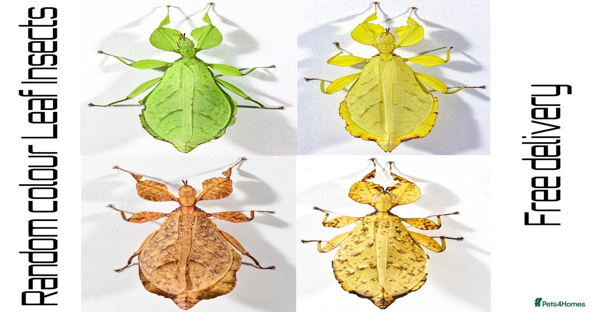 Two mixed colour nymphs Phyllium Leaf insects for sale in Luton ...