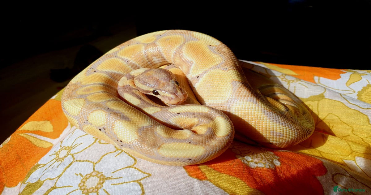 Female banana royal python with set up. for sale in Horsham | Pets4Homes