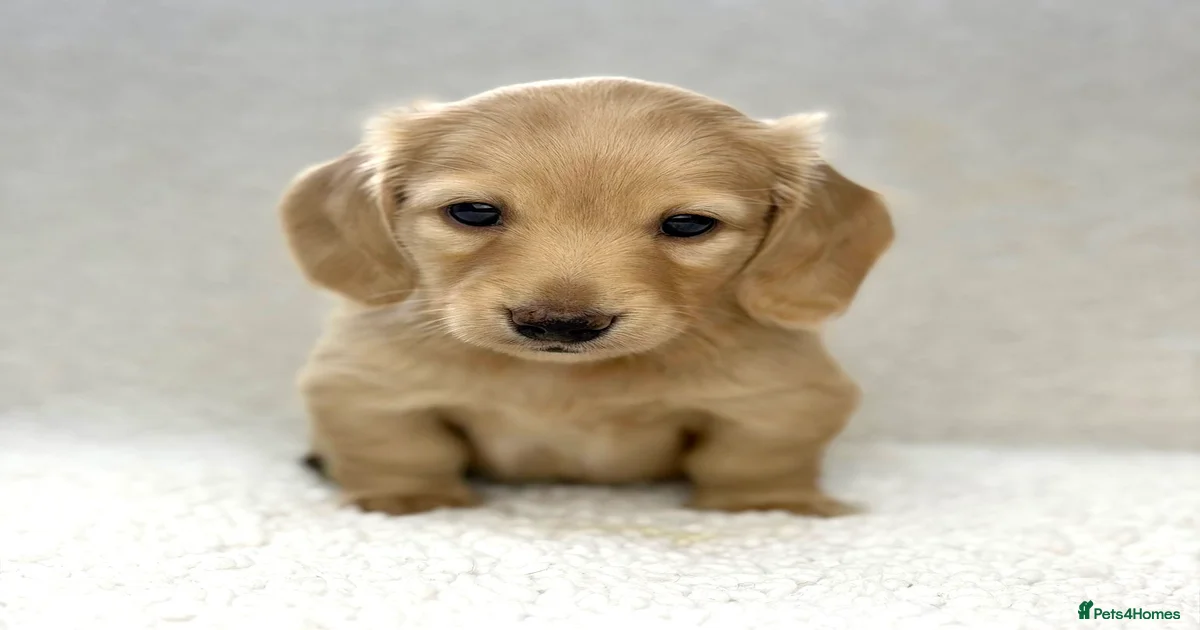 Suits Miniature Dachshund Puppies for sale | Pets4Homes