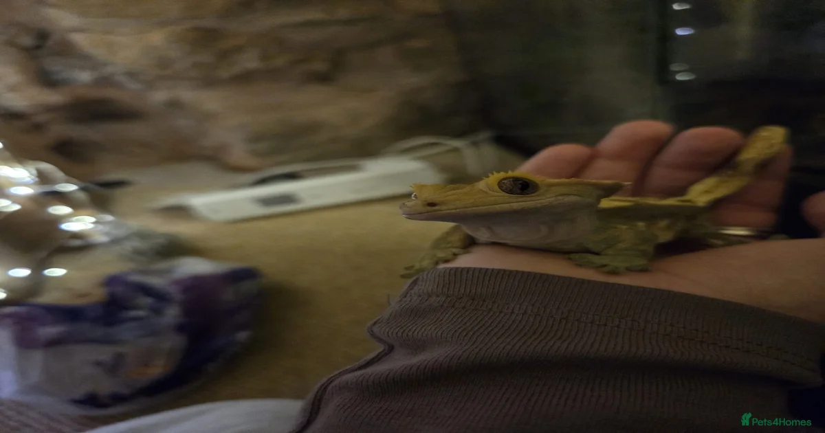 Crested Gecko and full bioactive set up for sale in Torquay | Pets4Homes
