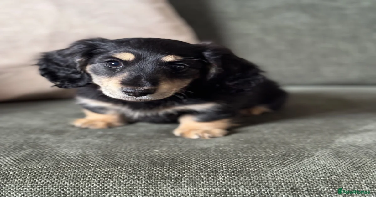 Miniature Dachshund Puppies for sale in Sheffield, South Yorkshire ...