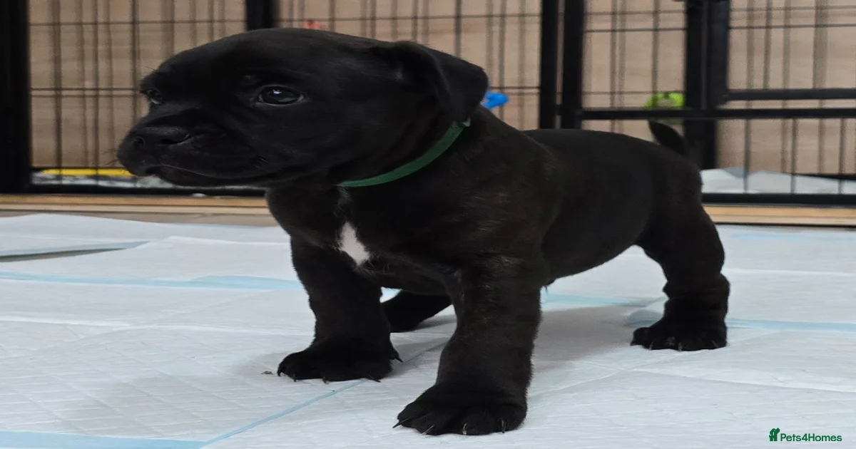 Staffordshire Bull Terrier Puppies for sale | Pets4Homes