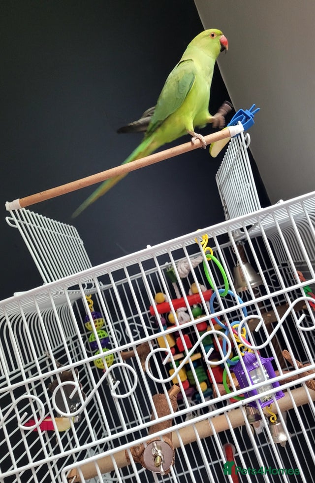 Green and Yellow Indian Ring Neck for sale in Manchester | Pets4Homes