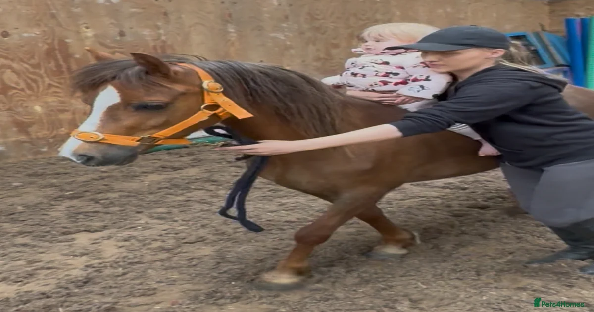 Welsh Section B Horses for sale in Scarborough, North Yorkshire ...