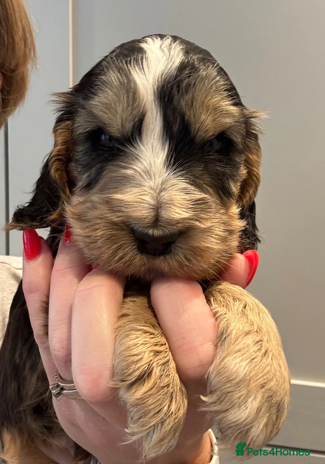 Stunning Show cocker Tri coloured boys for sale in Barnsley | Pets4Homes