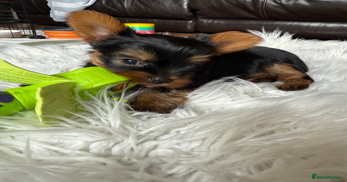 Adorable Pedigree Mini Yorkshire Terrier puppies for sale in Brough ...