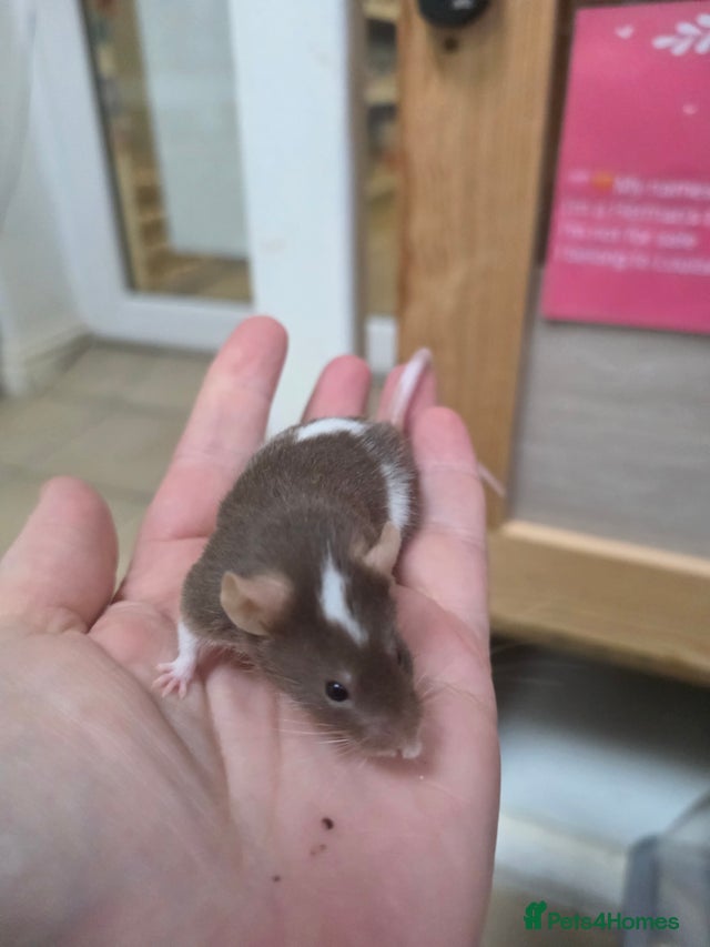 Over 50 baby mice all colours available for sale in Plymouth | Pets4Homes