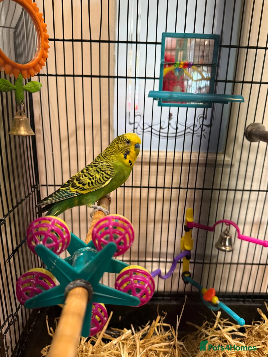 Beautiful male budgie with cage/accessories for sale in Warwick ...