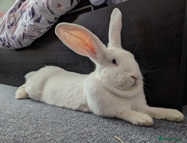 Dark Steel vm female Continental Giant Rabbit for sale in Templecombe ...