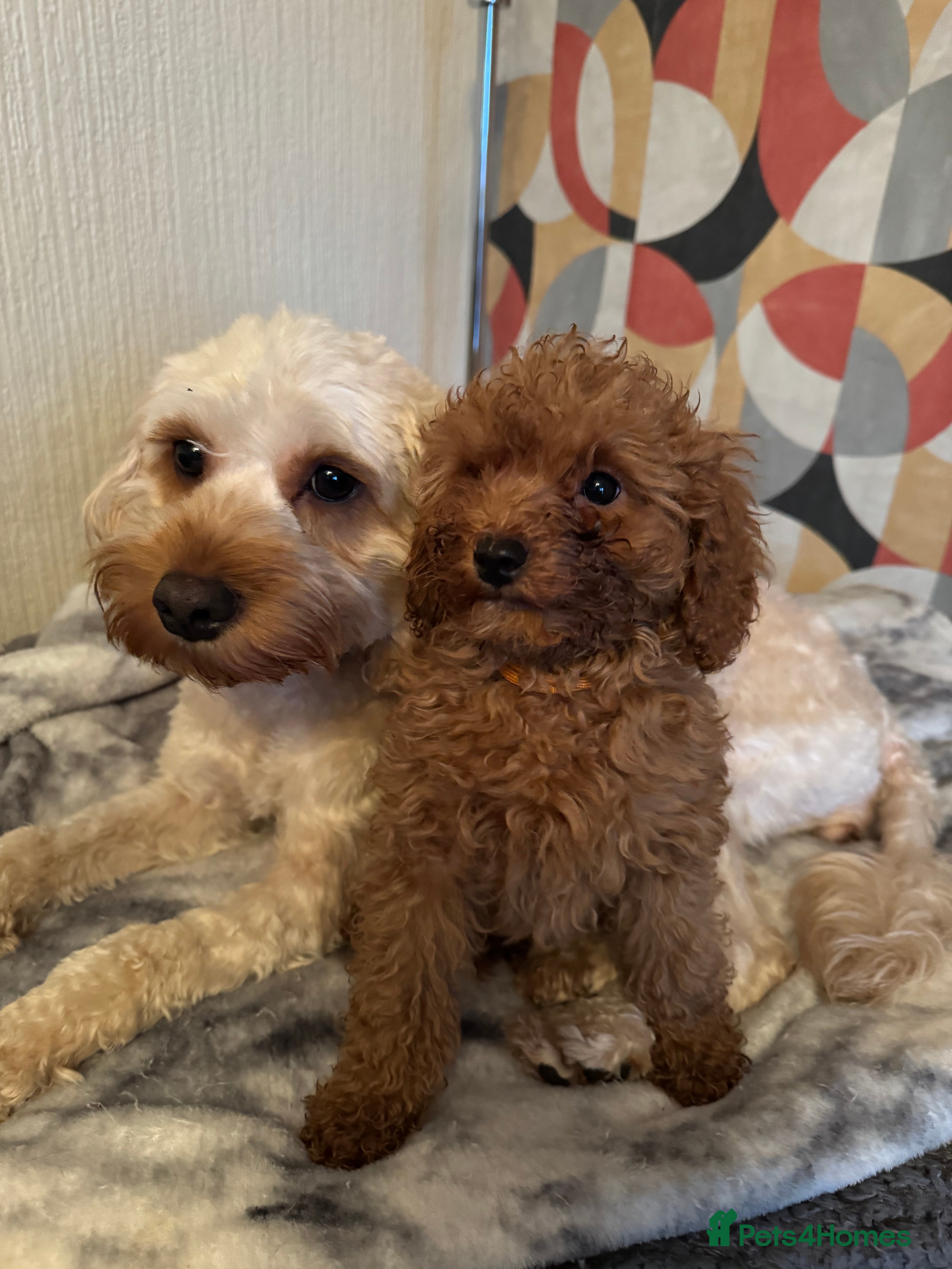 ️FULLY VACCINATED Red Cavapoo boy £995 for sale in Doncaster | Pets4Homes