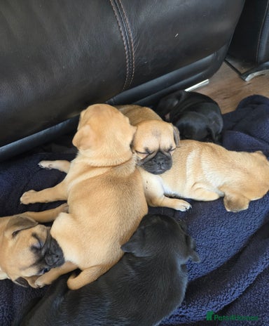 Chug Dogs Breed - Information, Temperament, Size & Price | Pets4Homes