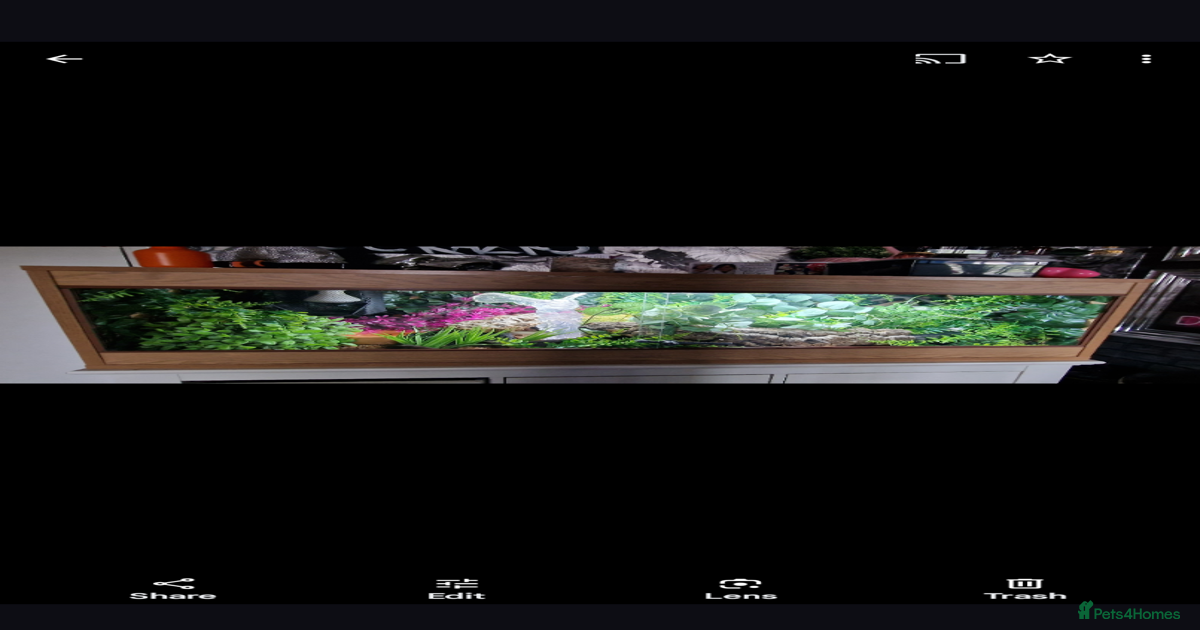 Royal "ball" python for sale in Harrogate | Pets4Homes