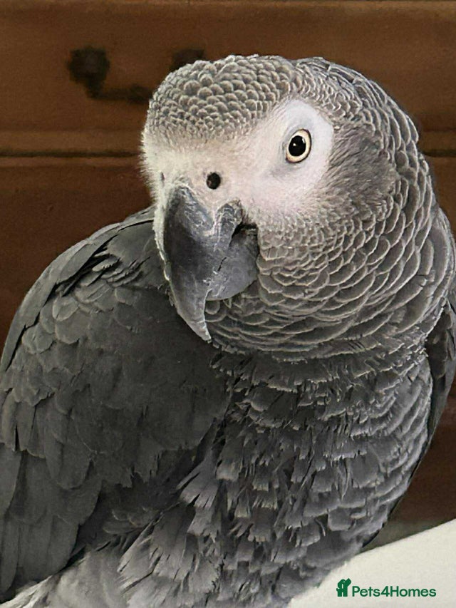 African grey for sale in Portsmouth | Pets4Homes