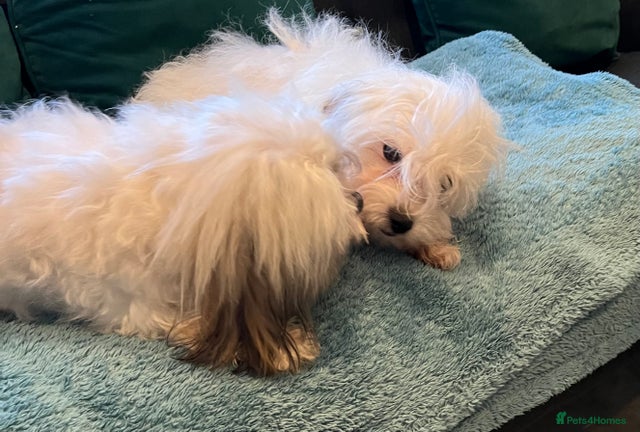 PROVEN Minnie Gorgeous white and silver Maltipoo for stud in Luton ...
