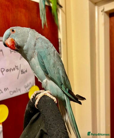 Talking Parrots birds for sale | Pets4Homes