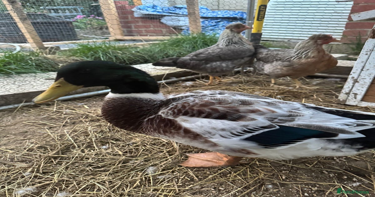 Welsh harlequin drake for sale in Rainham | Pets4Homes
