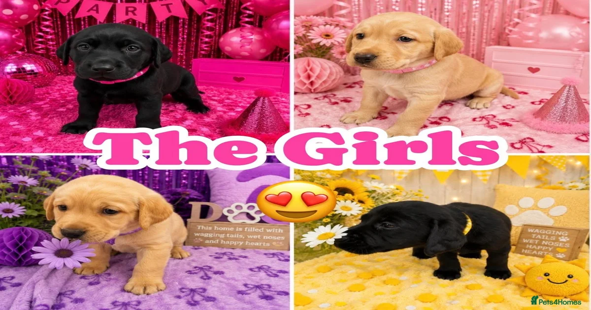 Black labrador Labrador Retriever Puppies for sale | Pets4Homes