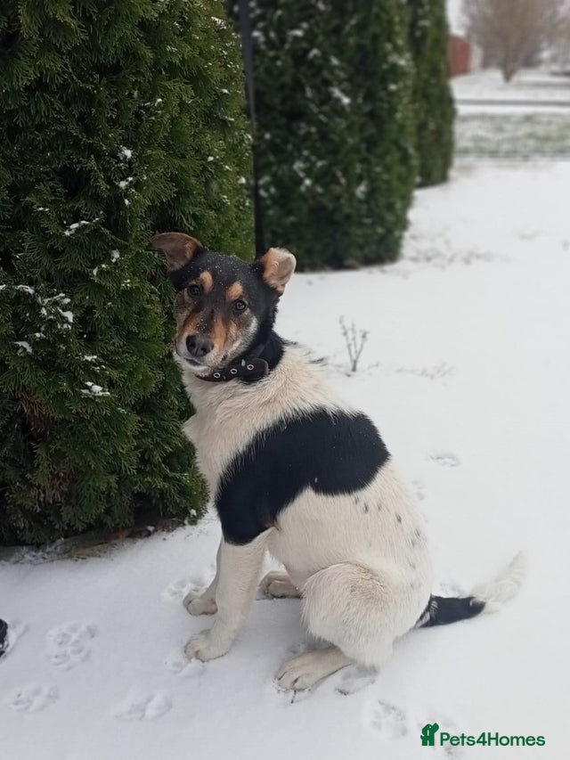 TRISHA – Female Border Collie for adoption in West Malling | Pets4Homes