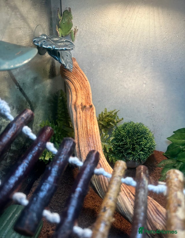 American Green Tree Frog for sale in Neath | Pets4Homes