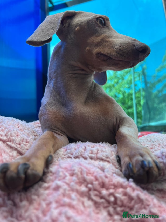 Read carefully ️Male miniature Dachshund for Stud for stud in Barnsley ...