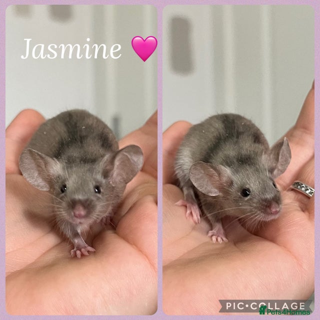 Beautiful Ethically Bred Pet Mice in Oxfordshire for sale in Wantage ...