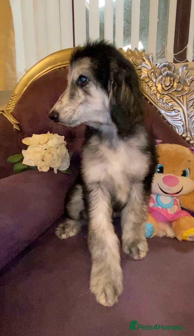 Beautiful Afghan hound puppies for sale in Loughborough | Pets4Homes