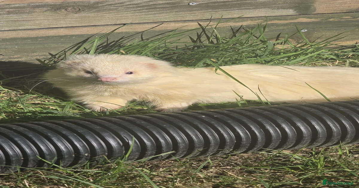 Semi angora ferrets for sale in Tunbridge Wells | Pets4Homes