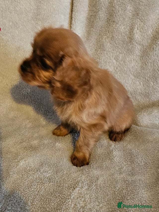 Cavalier King Charles Spaniel Puppy for sale in Sunderland | Pets4Homes