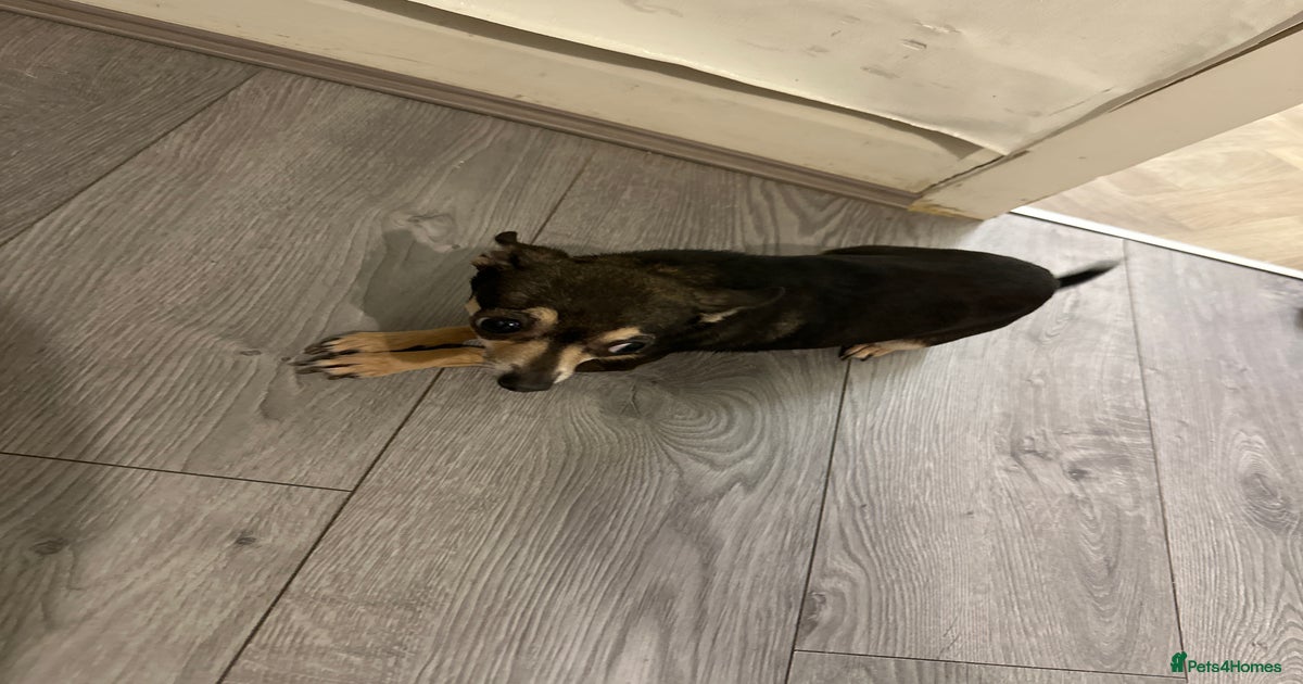 Musha for sale in Boston | Pets4Homes