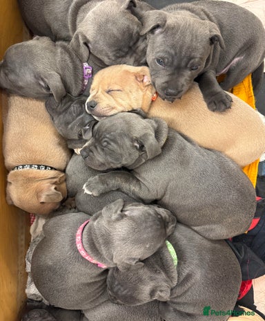 Staffie Puppies for sale | Pets4Homes