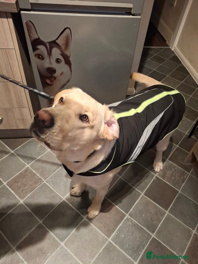 Mr Leo for stud in Burton-on-Trent | Pets4Homes