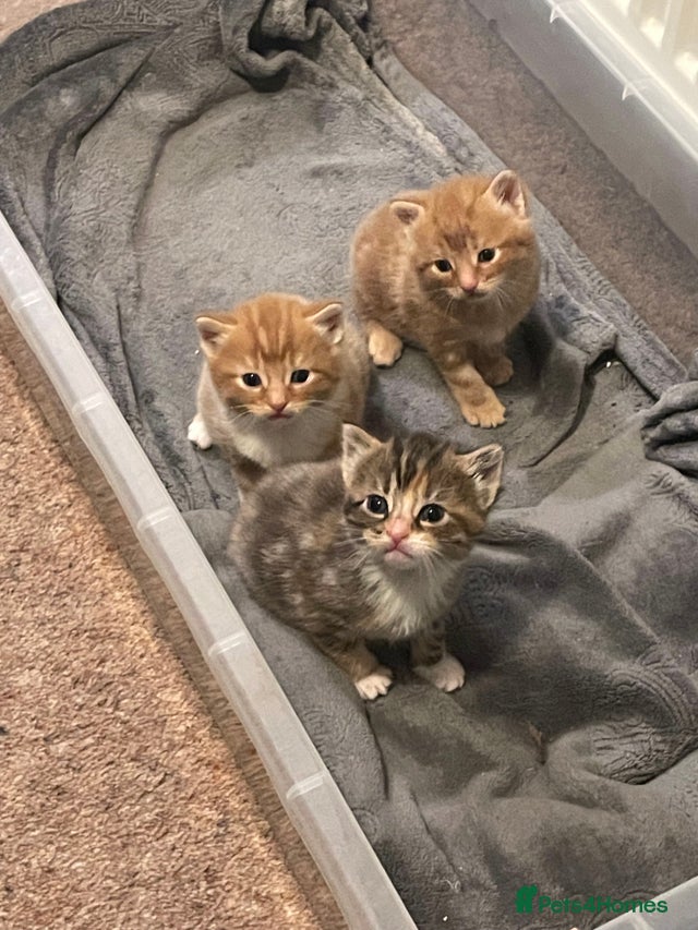 3 Beautiful Kittens 2 ginger 1 Tortie for sale in Waterlooville ...