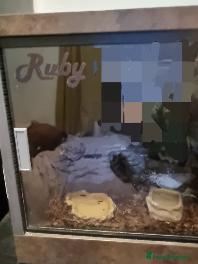 Leopard gecko for sale in Manchester | Pets4Homes