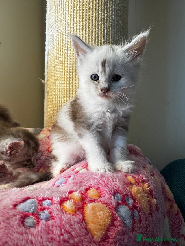 Stunning Shaded Pure Maine Coon Kittens. for sale in London | Pets4Homes