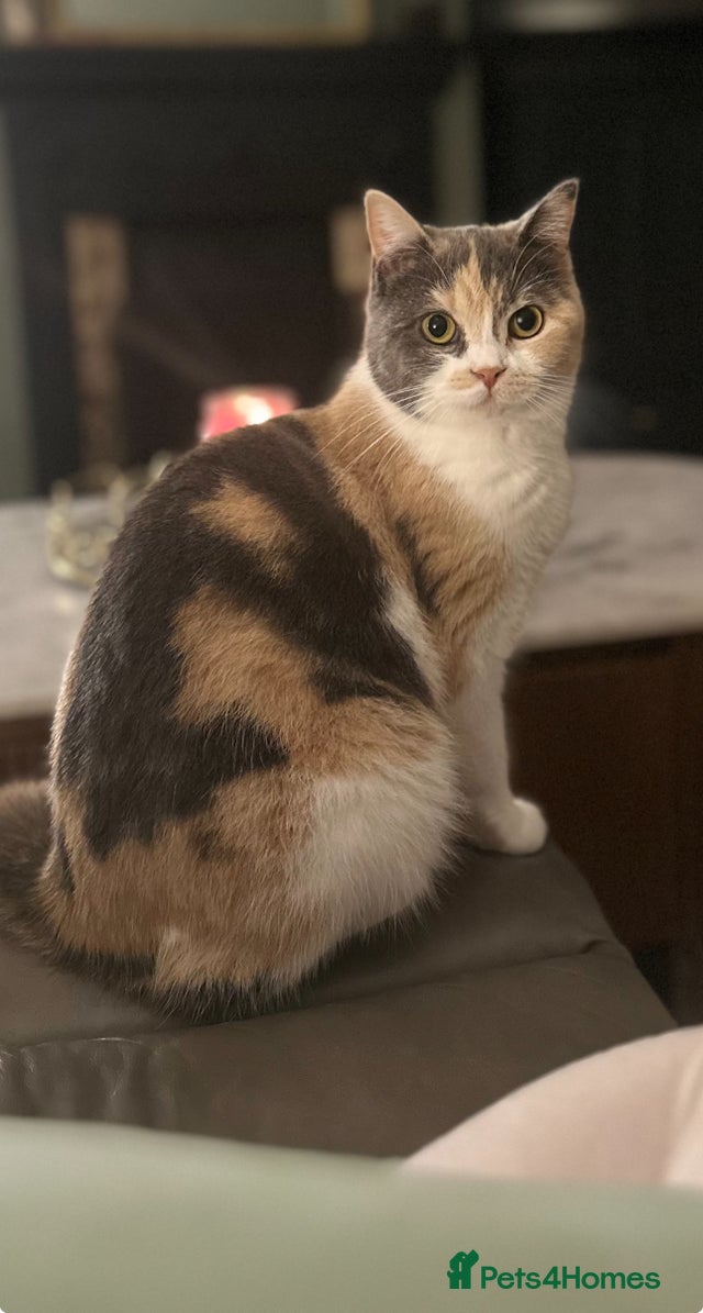 British shorthair x Ragdoll tricolour female for sale in Colchester ...