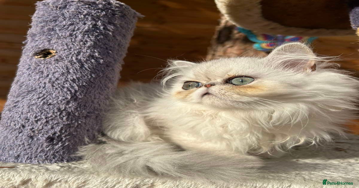 Persian kittens London for sale in Dagenham | Pets4Homes