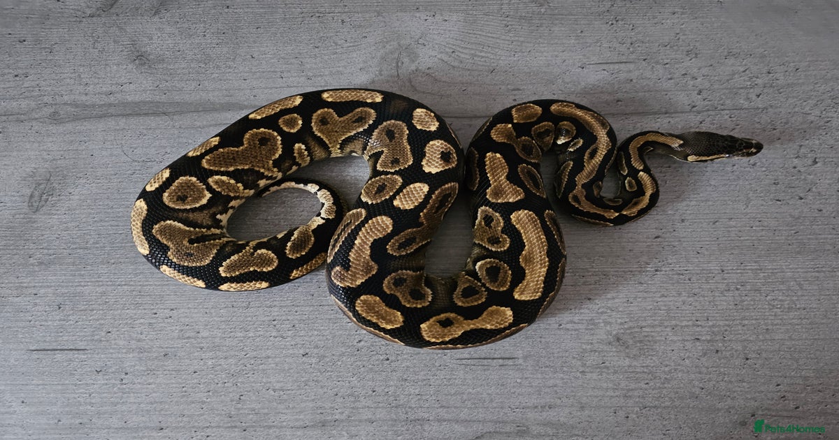 Female Yellowbelly Royal Python with viv for sale in Wirral | Pets4Homes
