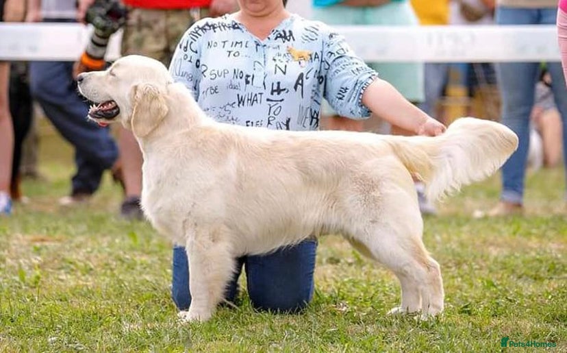 Golden Retriever breeders | Pets4Homes